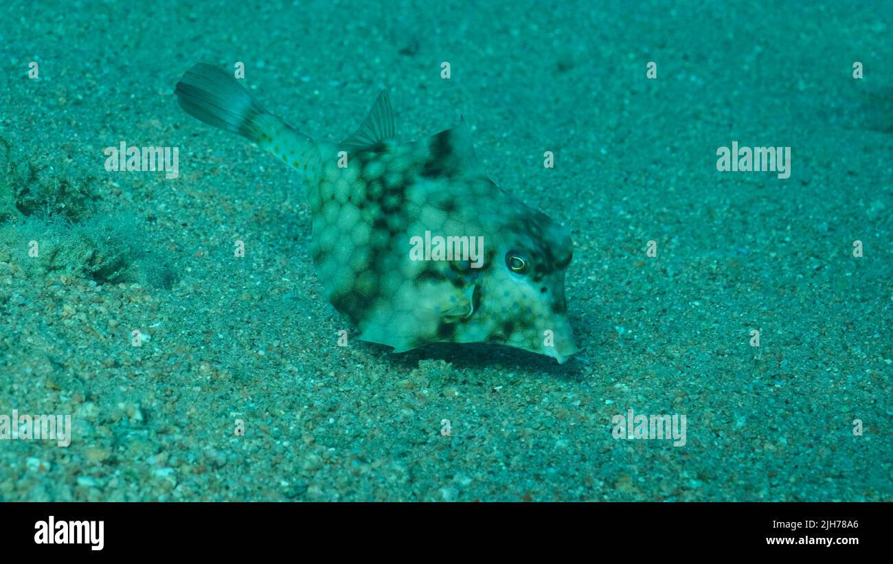 Close-up of Boxfish swims over sandy bottom. Thornback Boxfish or Camel ...