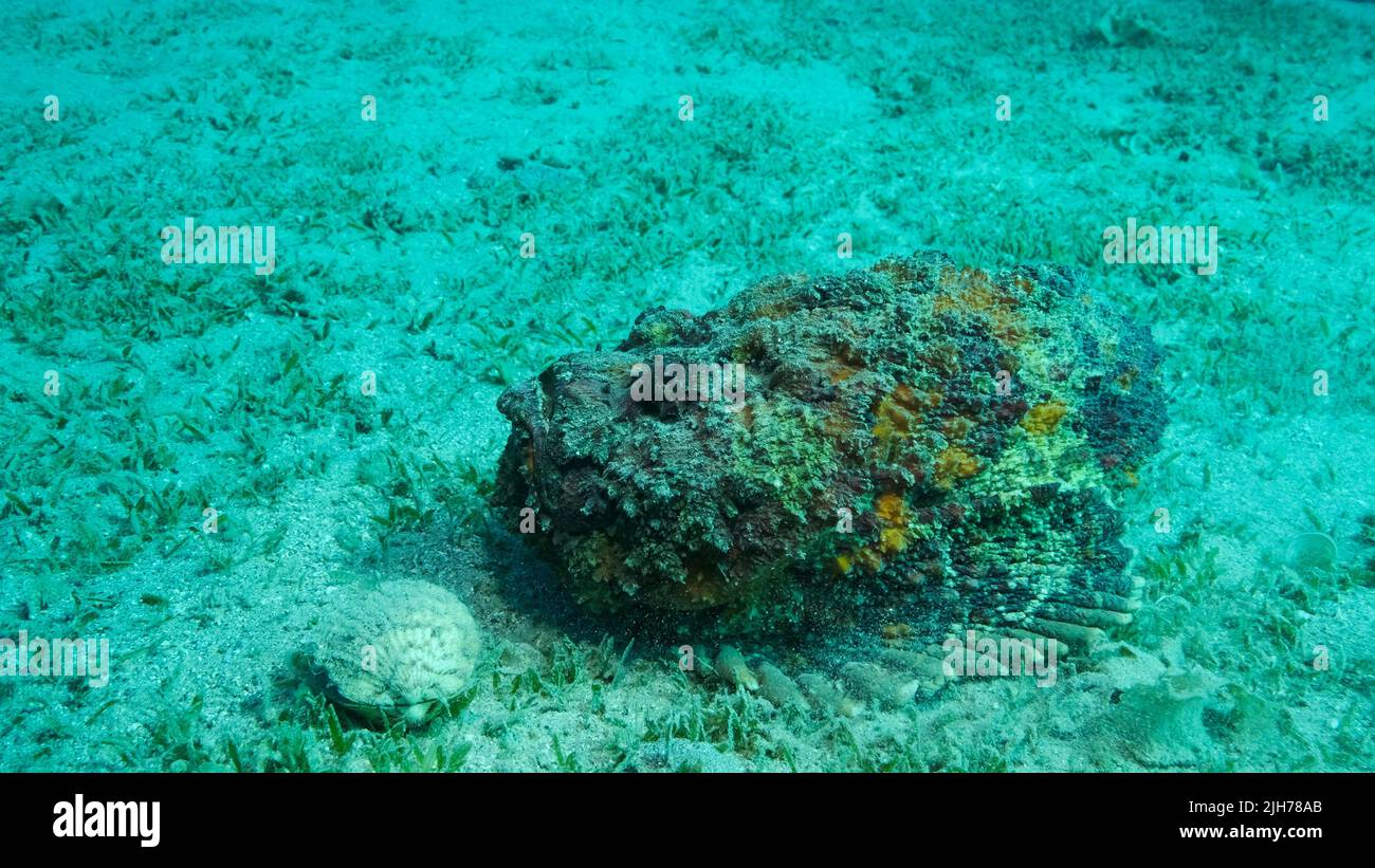 Green footage world hi-res stock photography and images - Alamy