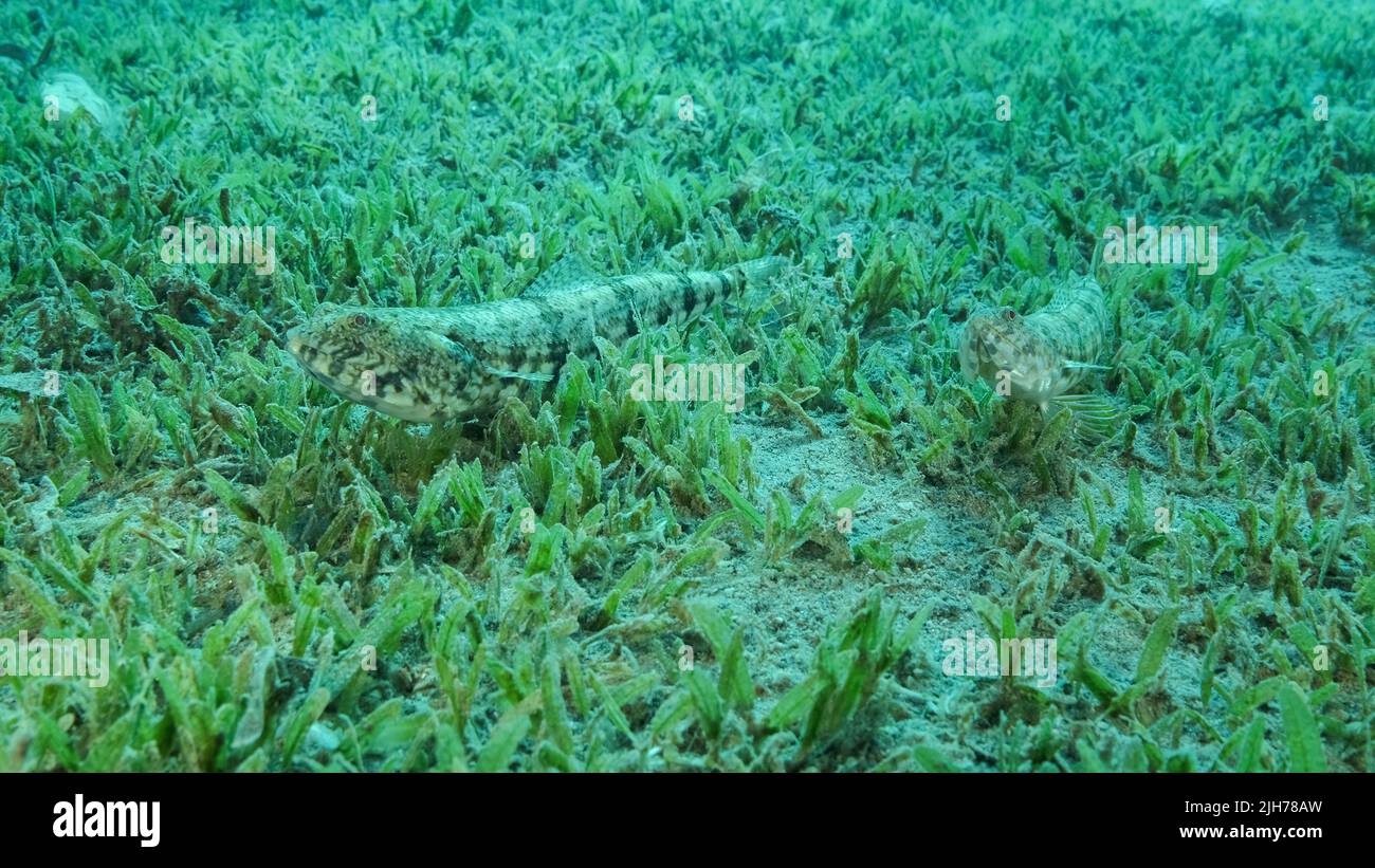 Couple lizard fish lie on sandy bottom covered with green sea grass ...