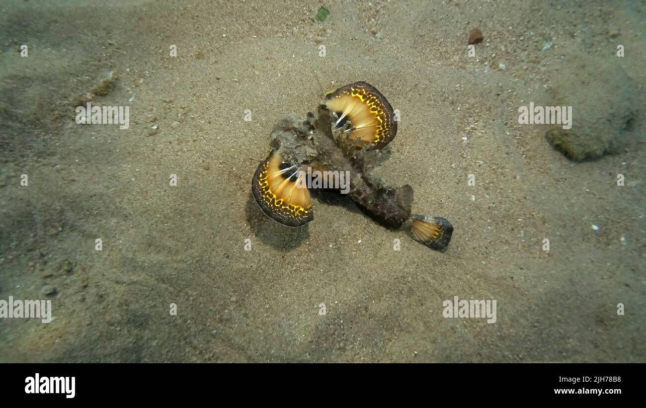 Demon Stinger walks on sandy bottom. Bearded Ghoul, Sea Goblin or ...