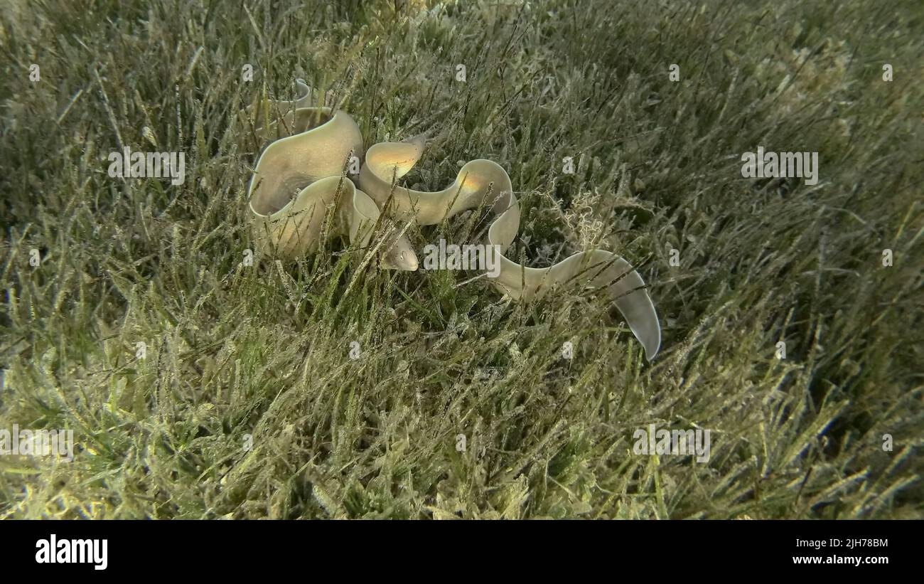 Close-up of couple Moray lie in green seagrass. Geometric moray or Grey ...