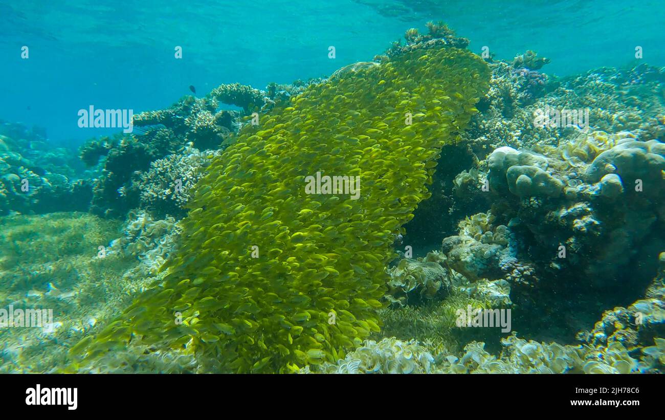 Massive school of juvenile Rabbitfish in shallow water swims over coral ...