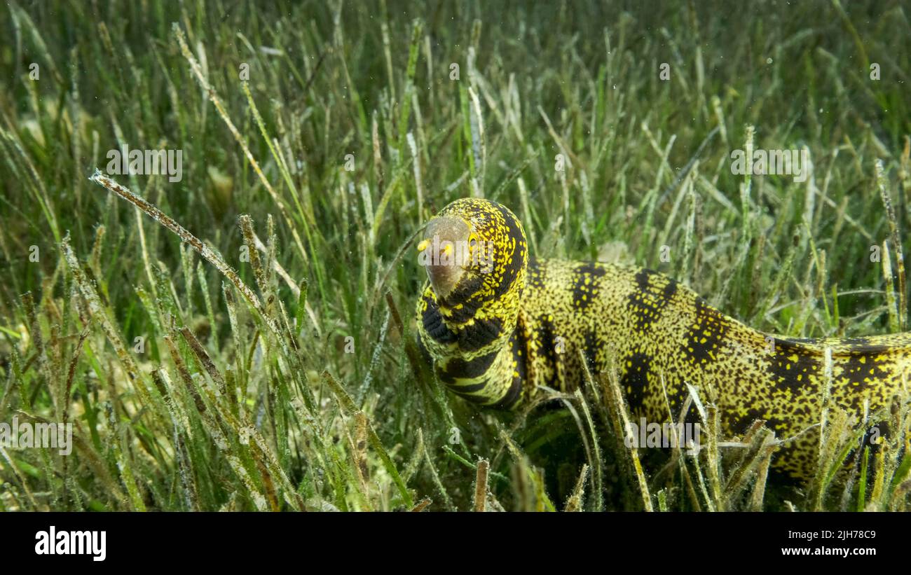 Close-up of Moray slowly swims in green seagrass. Snowflake moray or ...