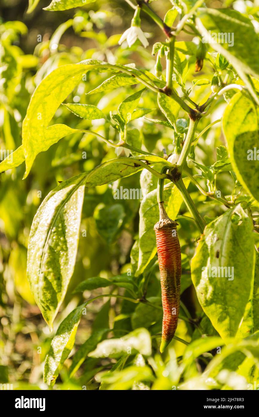 Hot pepper cultivation hi-res stock photography and images - Alamy