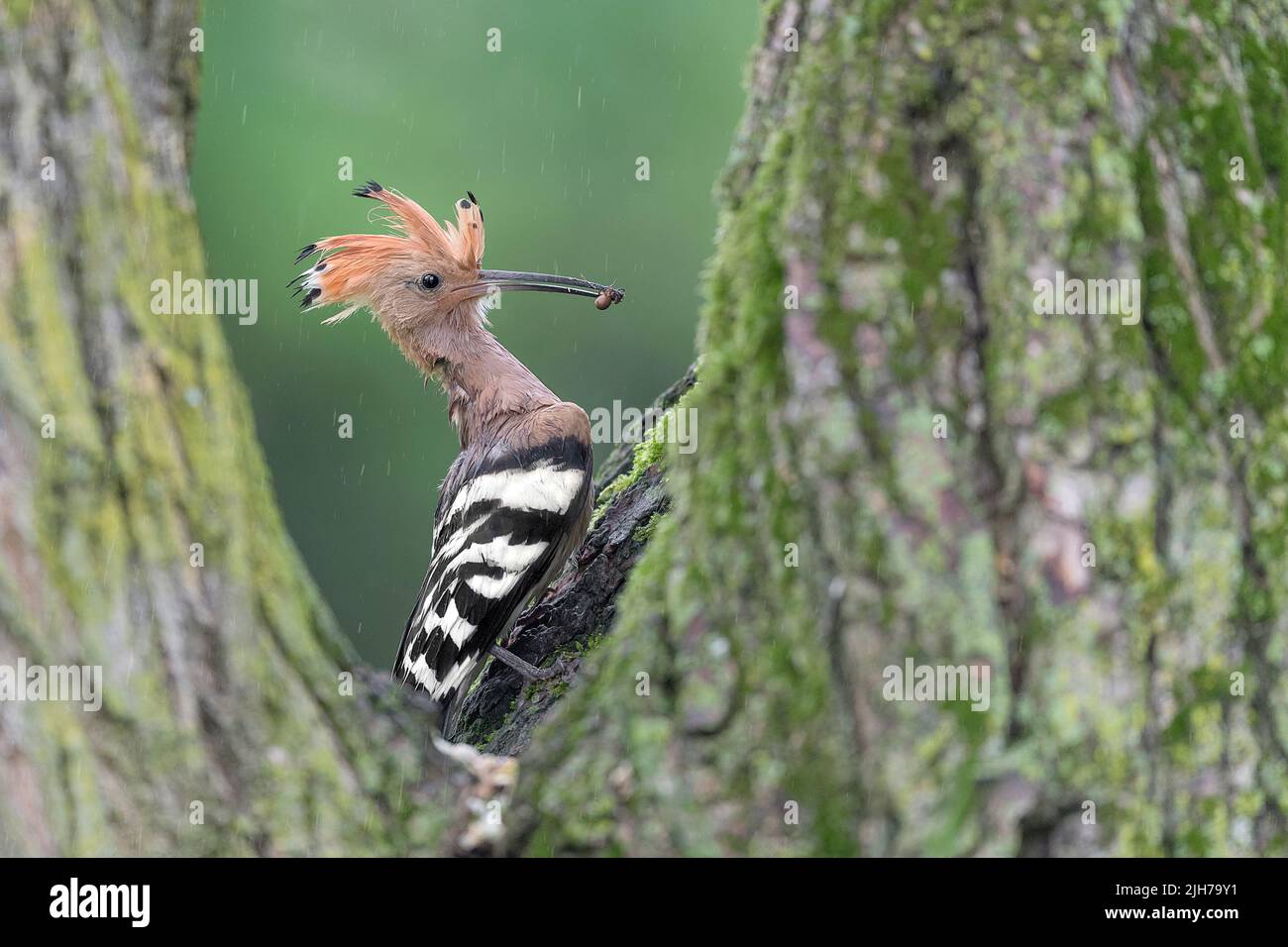 Fine art portrait of Eurasian hoopoe male under the rain (Upupa epops ...