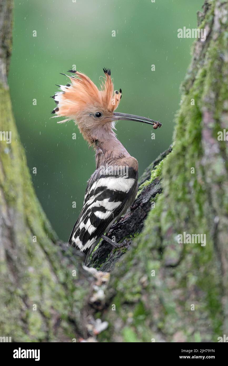 Fine art portrait of Eurasian hoopoe male under the rain (Upupa epops ...