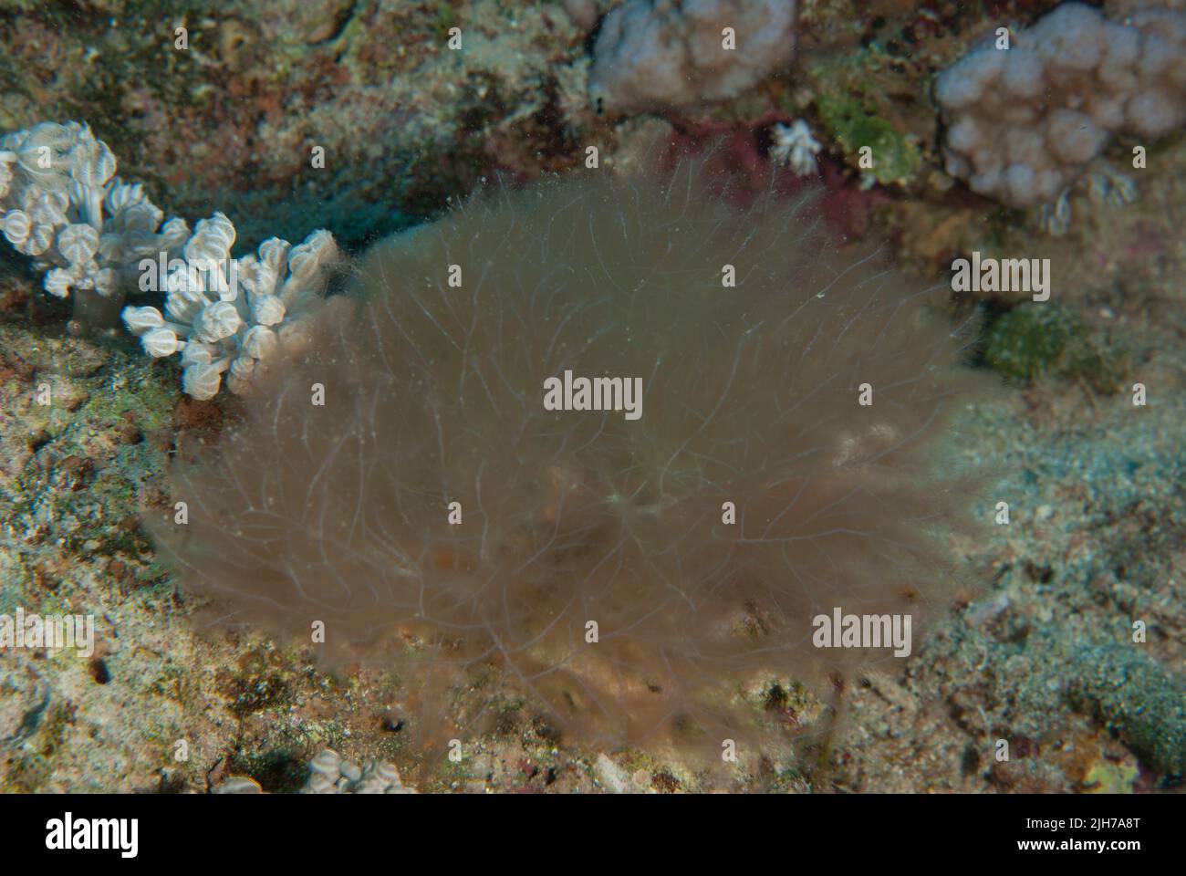 Hydrozoan polyp colony, Sharm el Sheikh Red Sea, Egypt Stock Photo - Alamy