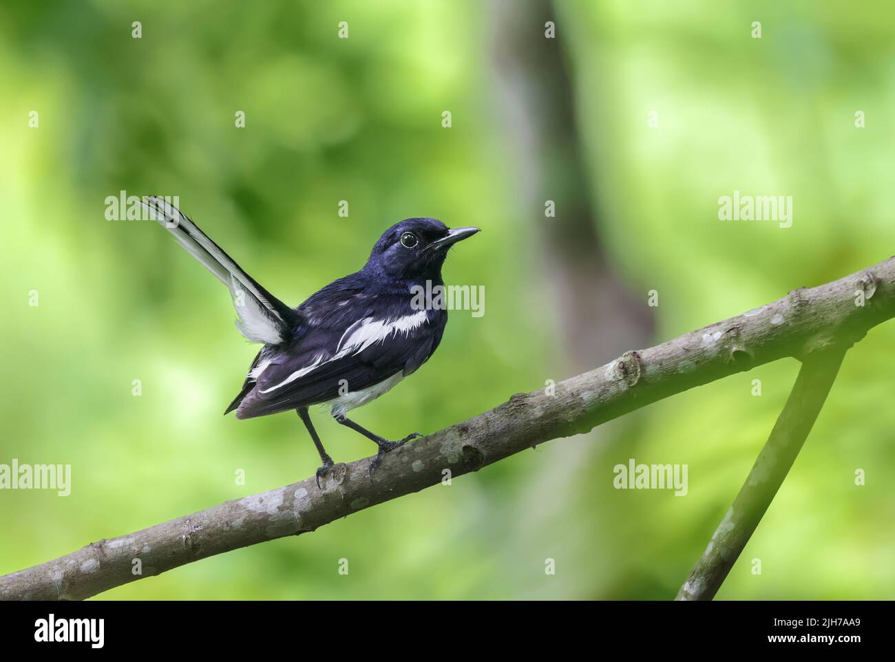 Magpie robin hi-res stock photography and images - Alamy