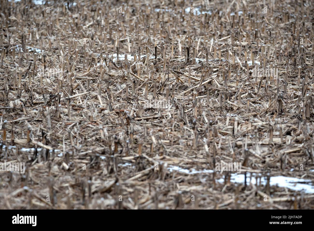 Field after the corn harvest. Parts of the stems sticking out of the ...