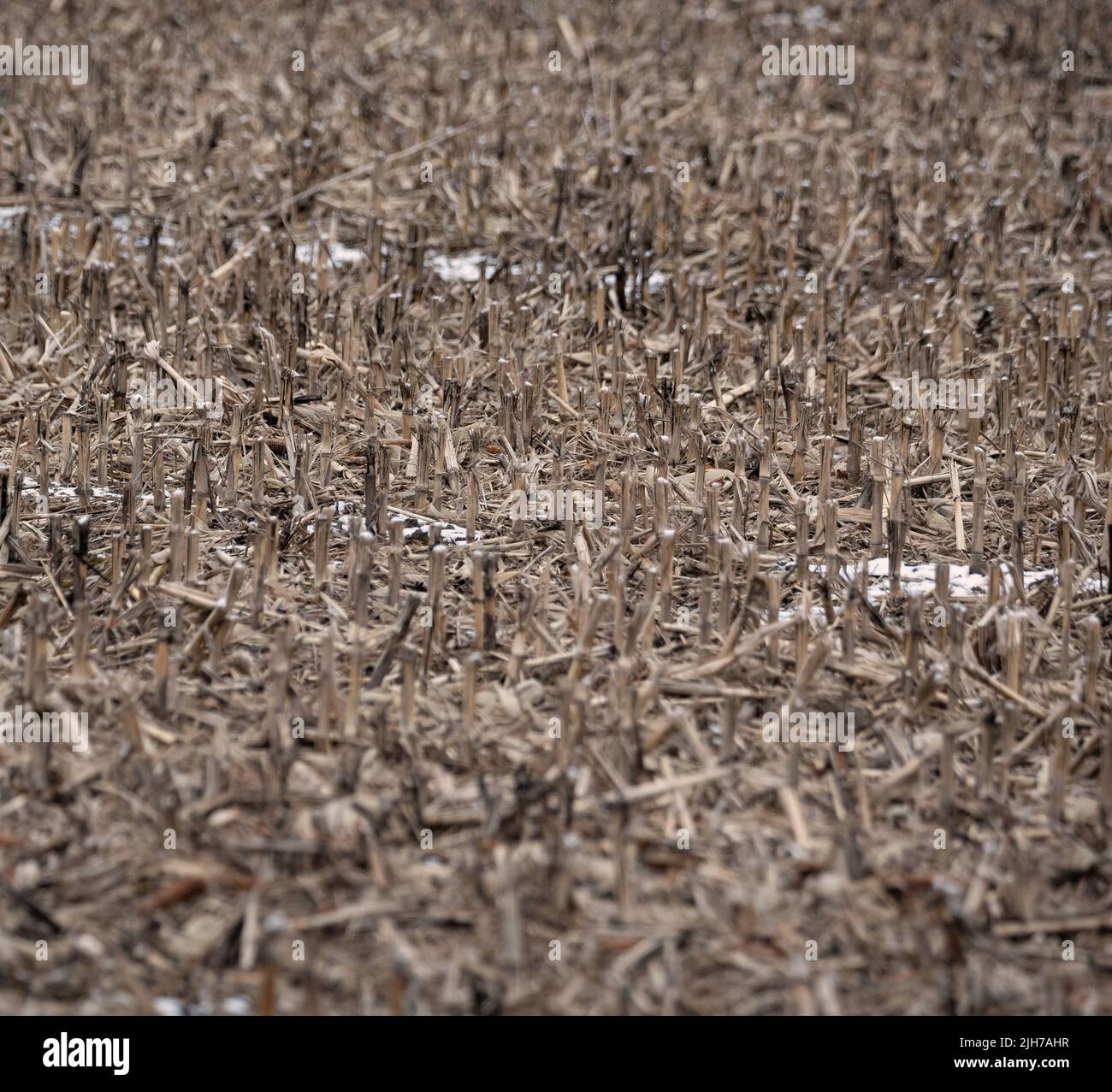Field after the corn harvest. Parts of the stems sticking out of the ...