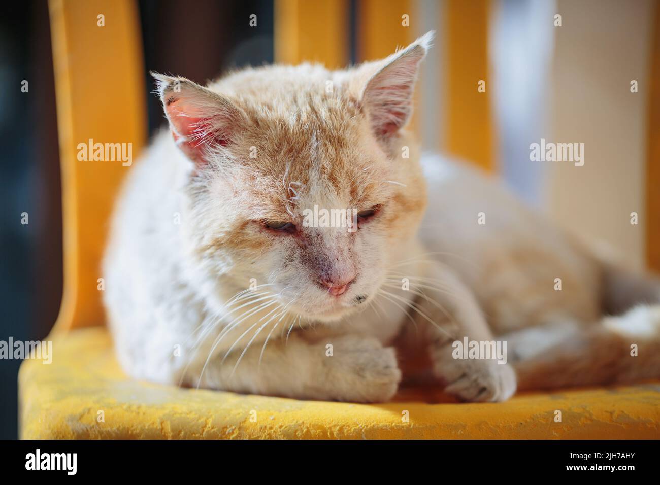 Cat undomestic hi-res stock photography and images - Alamy