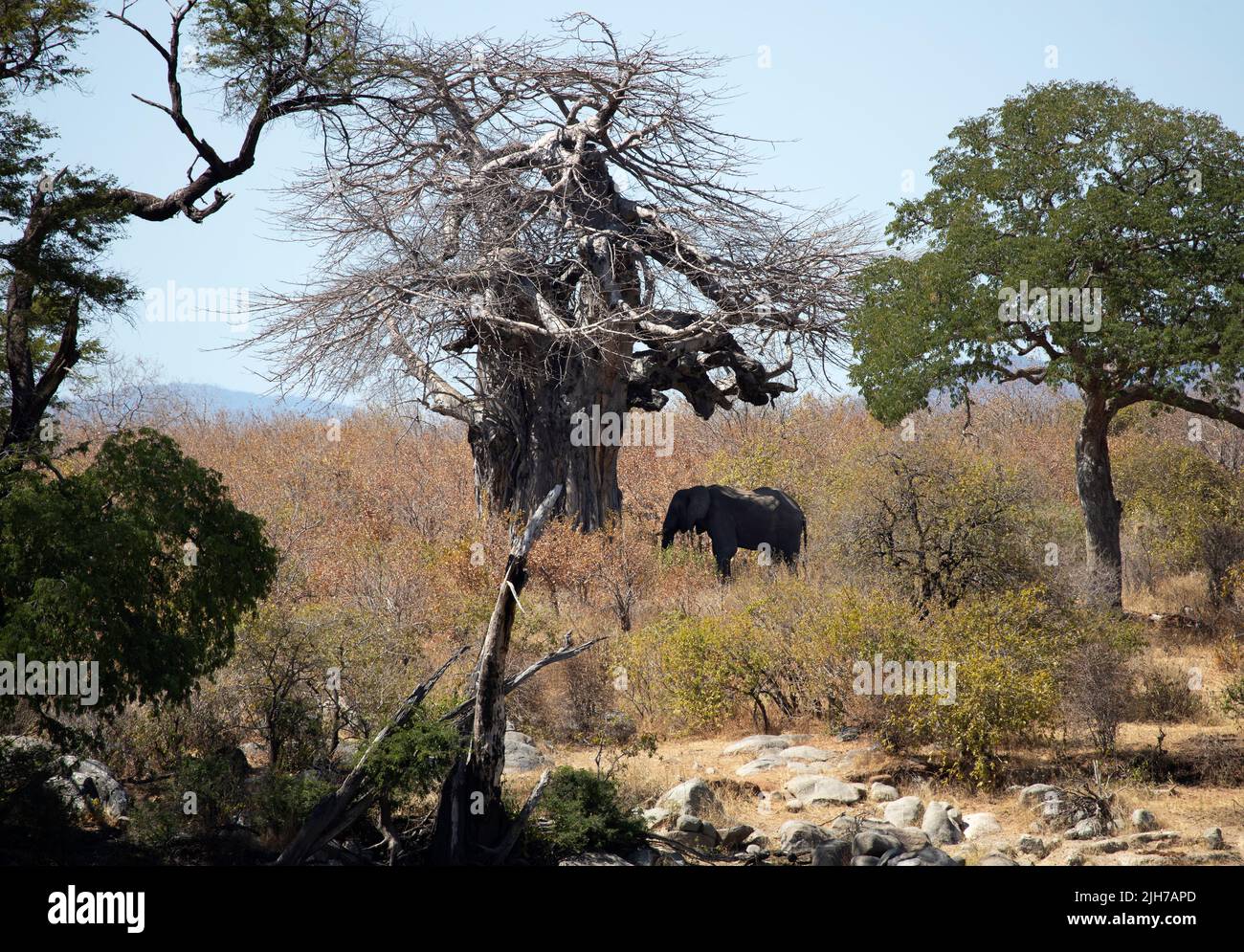 An Elephant bull rests in the shade of a massive old Baobab, The arid ...