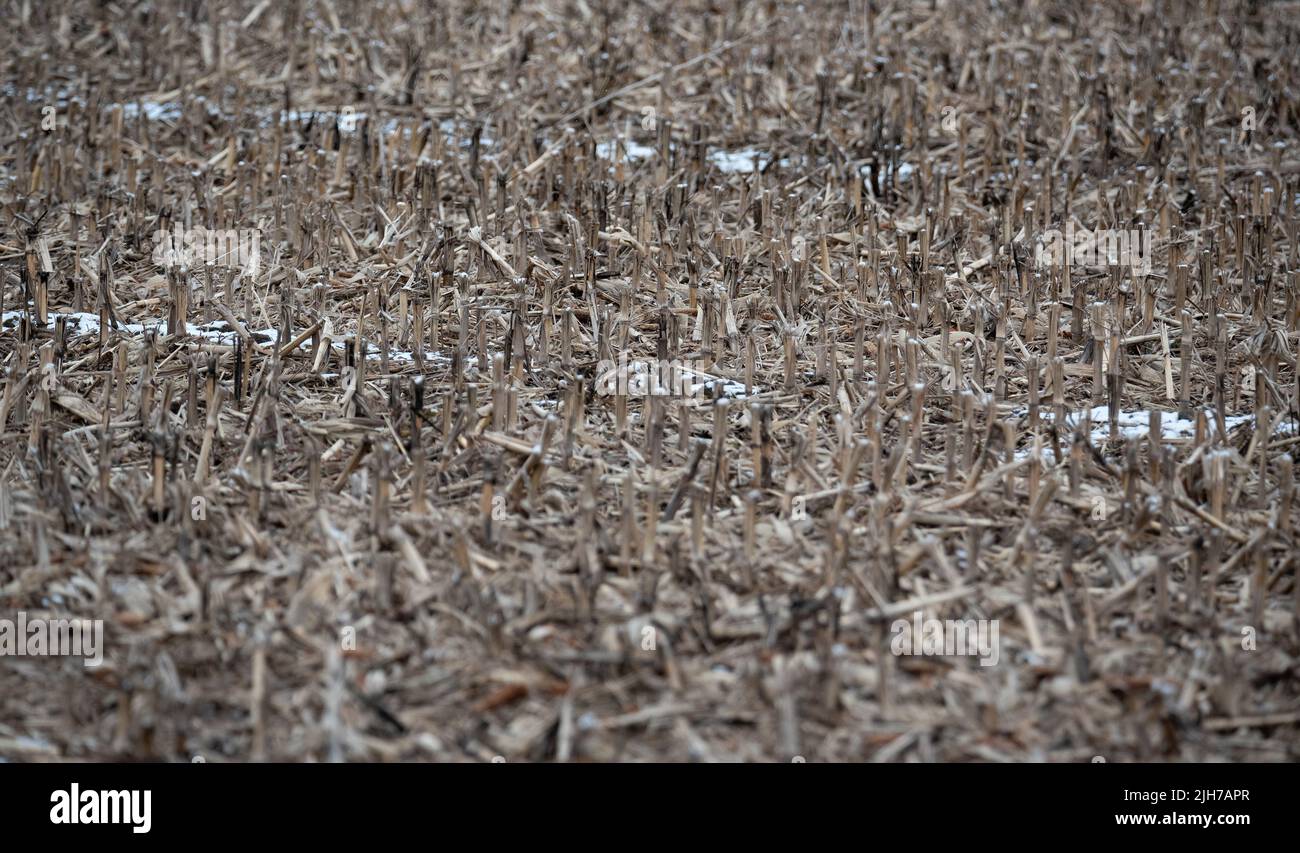 Field after the corn harvest. Parts of the stems sticking out of the ...