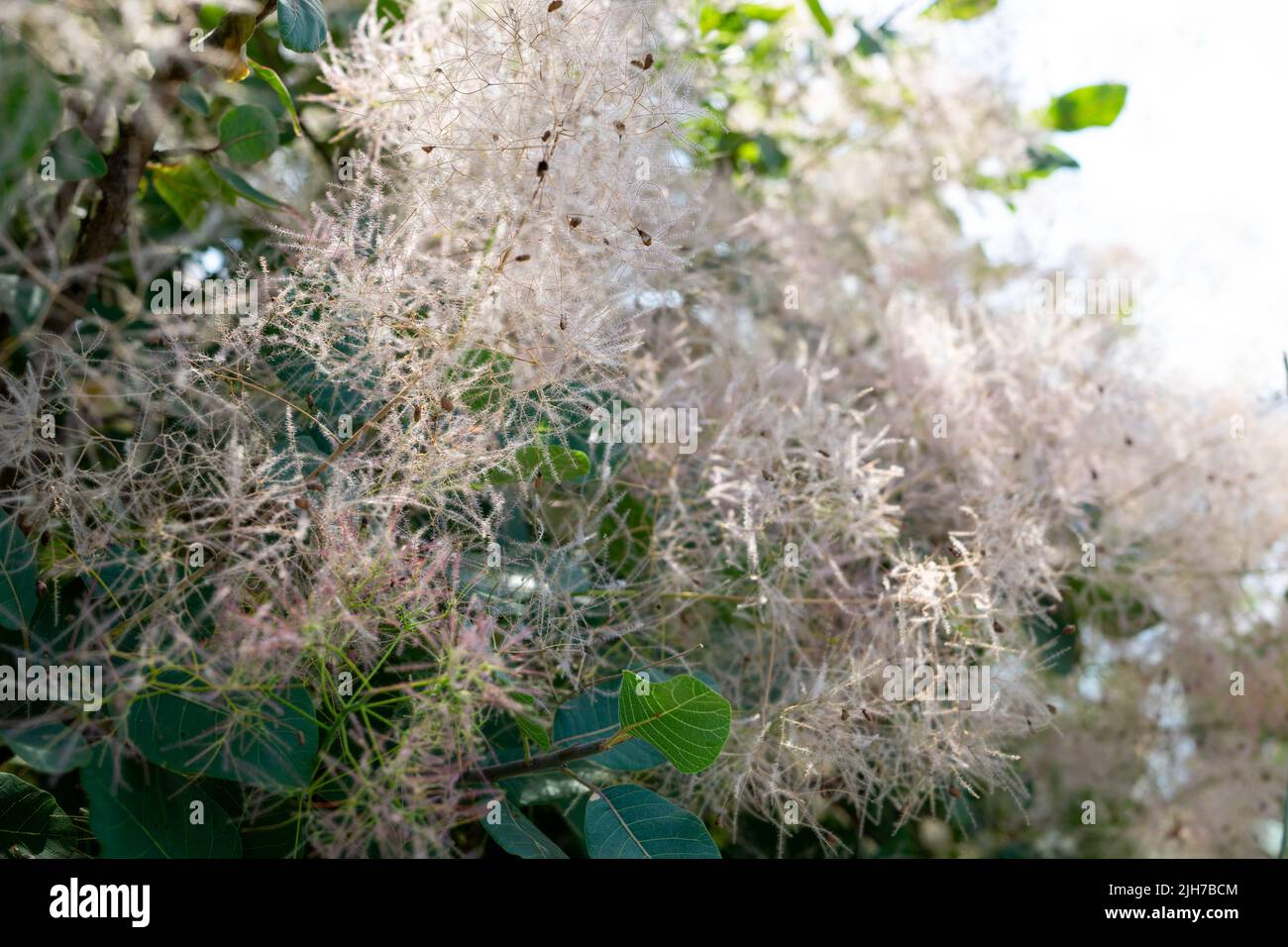 Blue gum leaf hi-res stock photography and images - Alamy