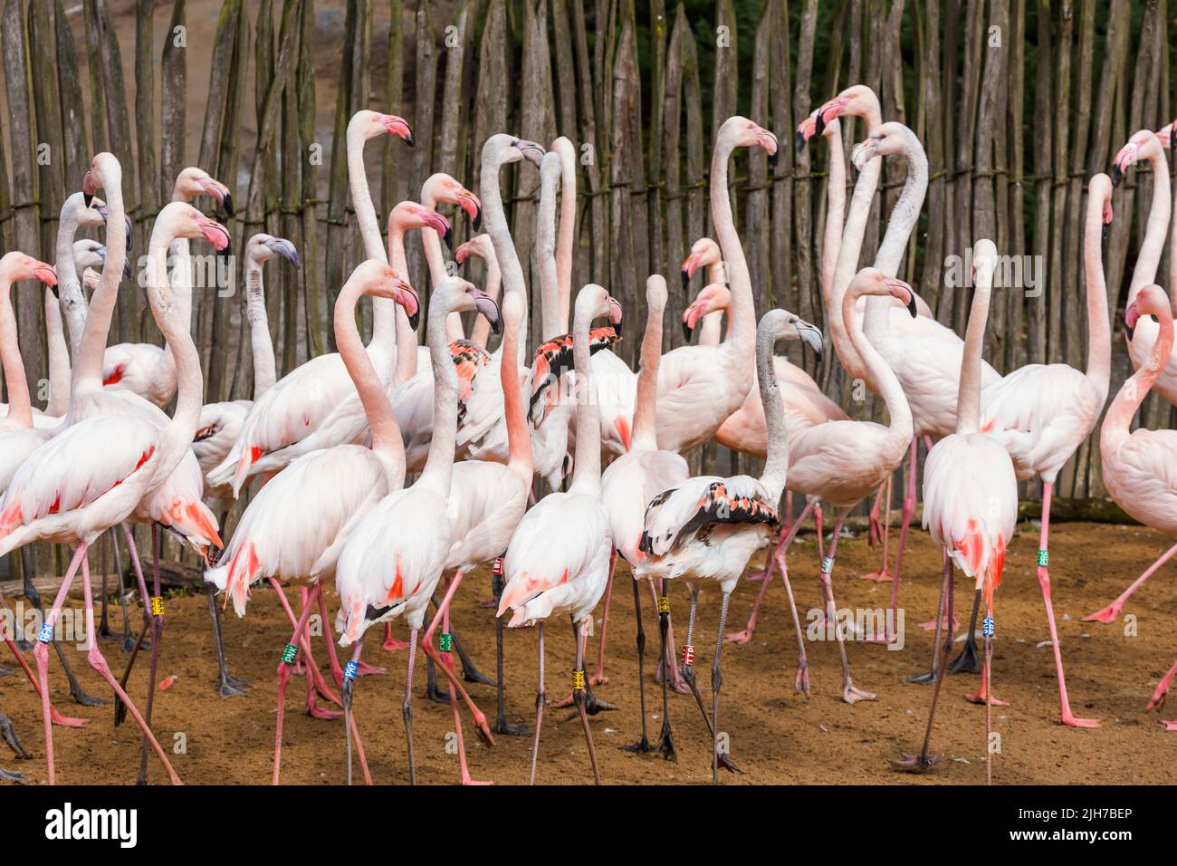 pink flamingos in Jihlava ZOO, Czech Republic Stock Photo - Alamy
