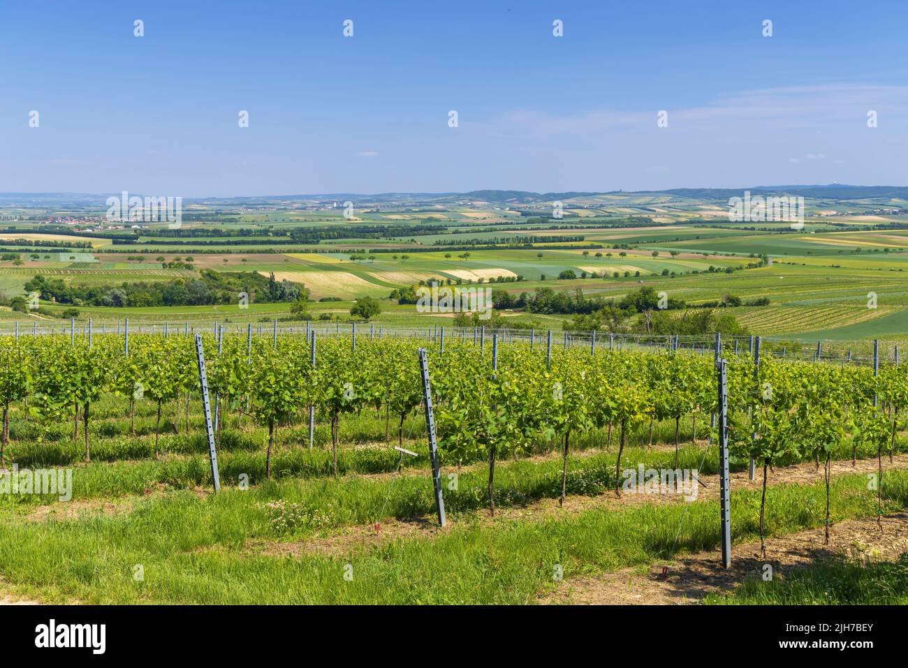 Vineyards near Mailberg, Lower Austria, Austria Stock Photo - Alamy