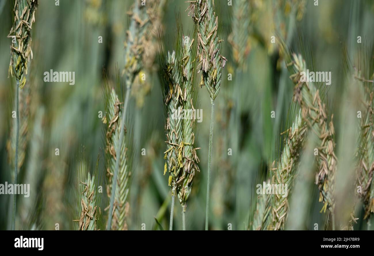 Ears of grain, green rye during pollination. Flowering and pollination ...