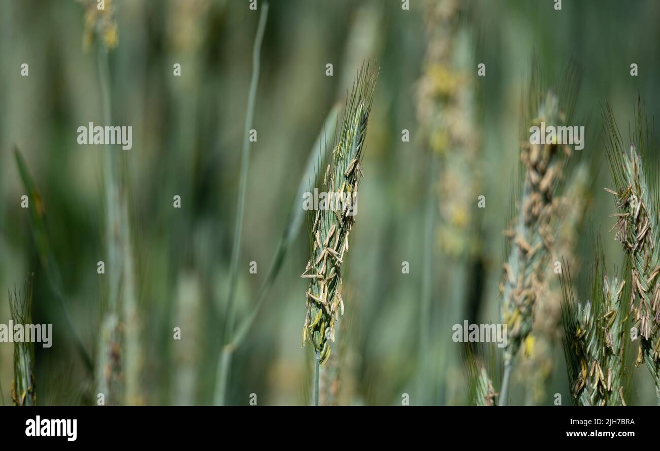 Ears of grain, green rye during pollination. Flowering and pollination ...
