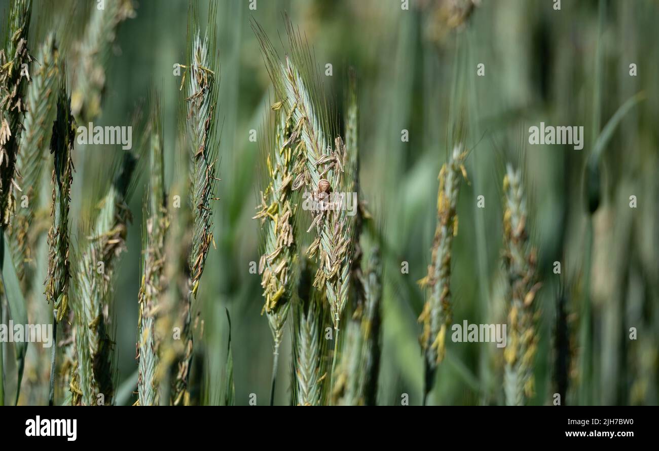 Ears of grain, green rye during pollination. Flowering and pollination ...