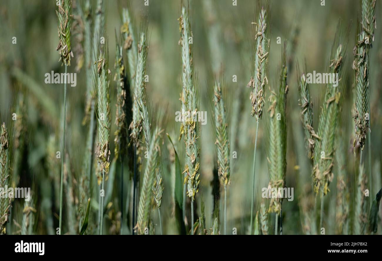 Ears of grain, green rye during pollination. Flowering and pollination ...
