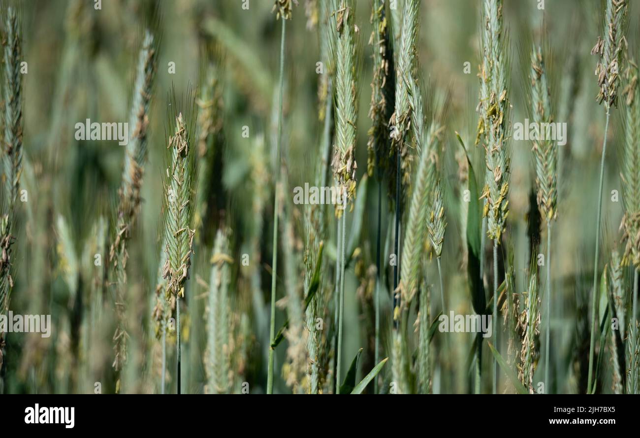 Ears of grain, green rye during pollination. Flowering and pollination ...