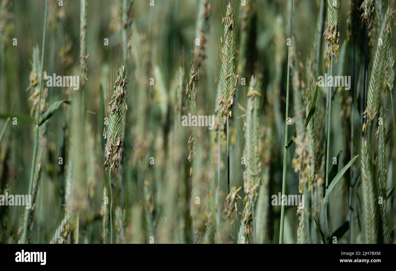 Ears of grain, green rye during pollination. Flowering and pollination ...