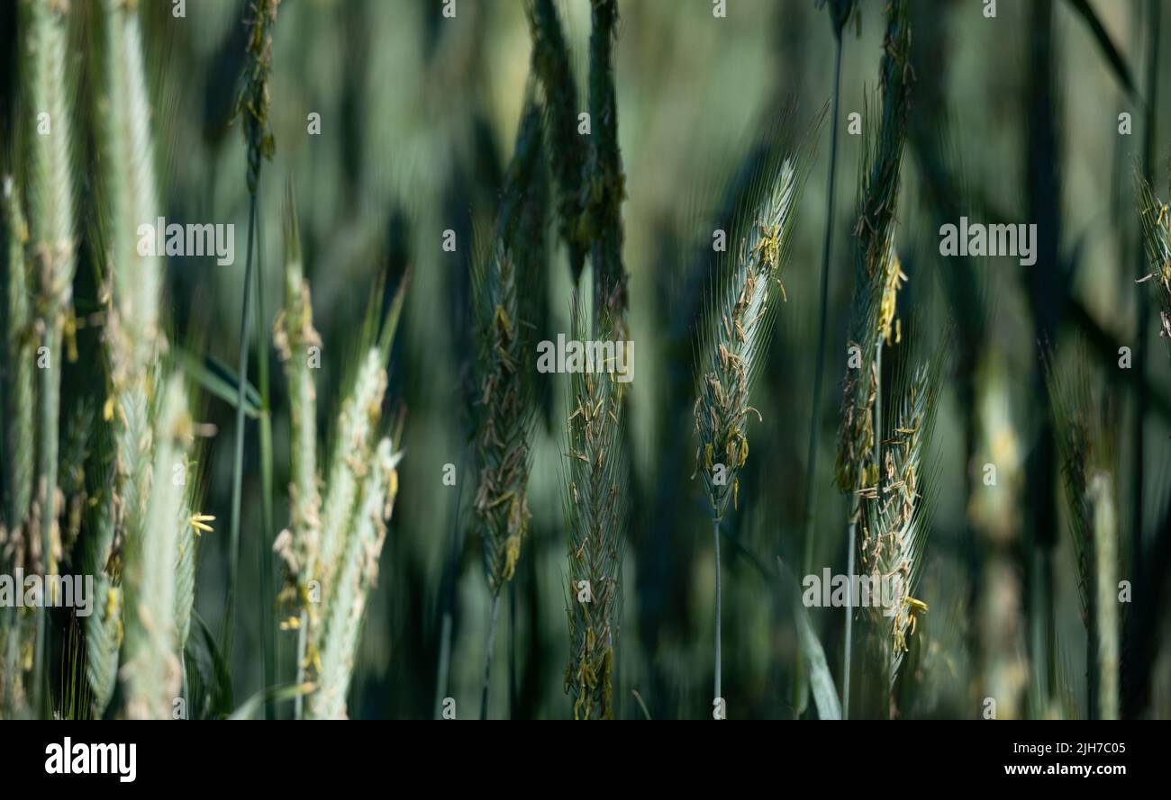 Ears of grain, green rye during pollination. Flowering and pollination ...