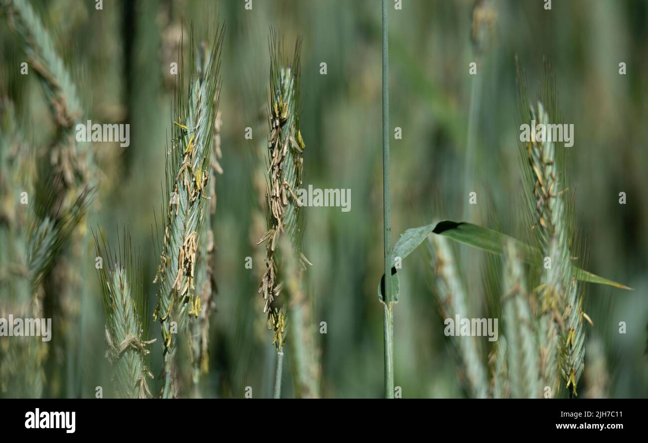 Ears of grain, green rye during pollination. Flowering and pollination ...