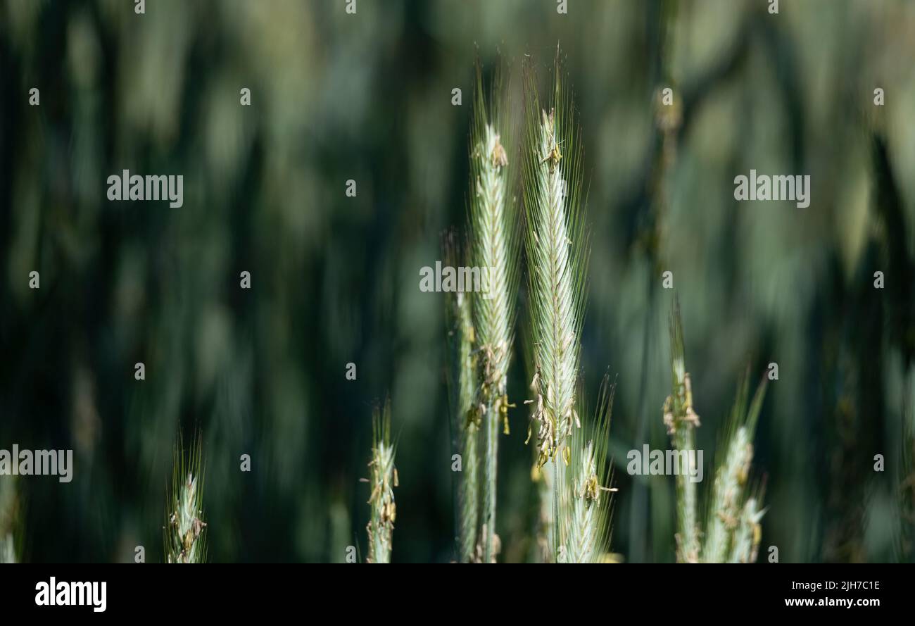 Ears of grain, green rye during pollination. Flowering and pollination ...