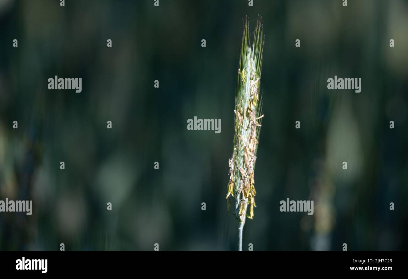 Ears of grain, green rye during pollination. Flowering and pollination ...