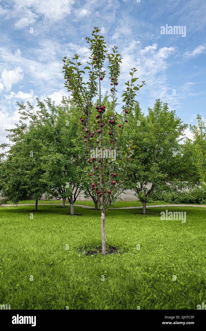Red-flesh apple tree variety with bright red apples growing on branches ...