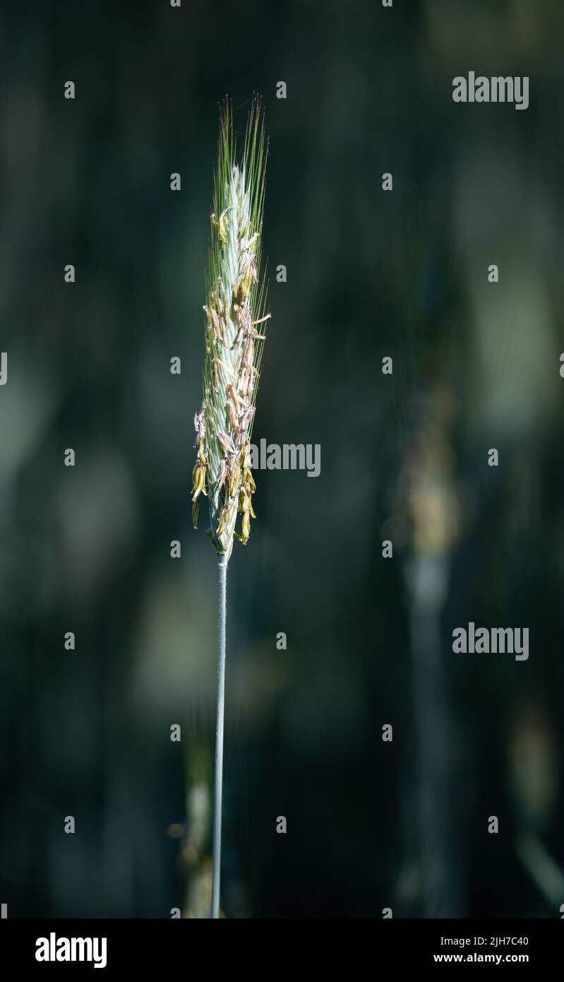 Ears of grain, green rye during pollination. Flowering and pollination ...