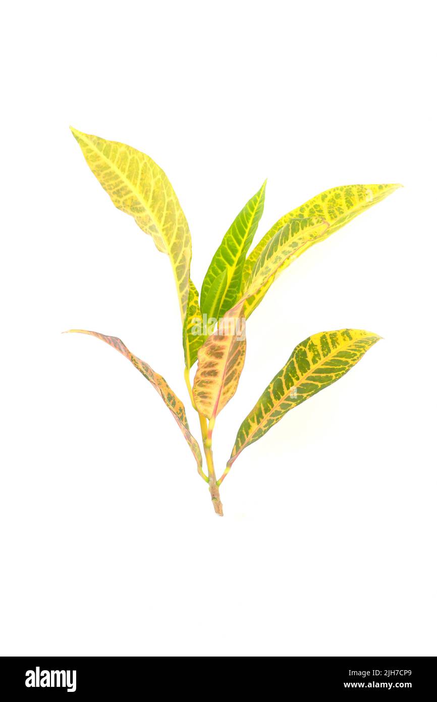 Tricolor croton stem cutting and leaves isolated on white background ...