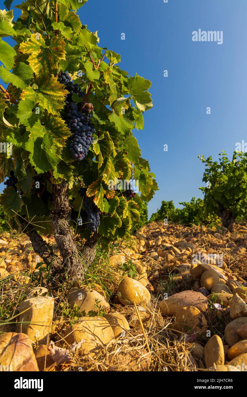 Typical vineyard with stones near Chateauneuf-du-Pape, Cotes du Rhone ...