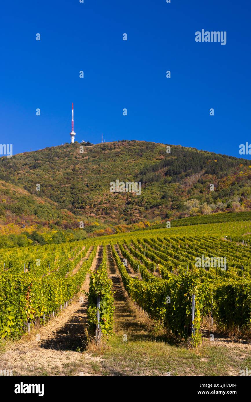 Tokaji hegy hi-res stock photography and images - Alamy