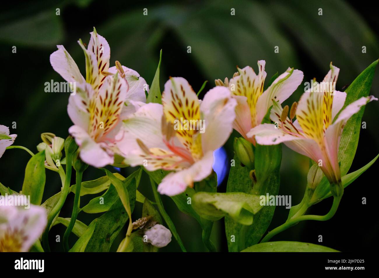 Beautiful flowers of Sikkim, India, flowering plants in Sikkim ...