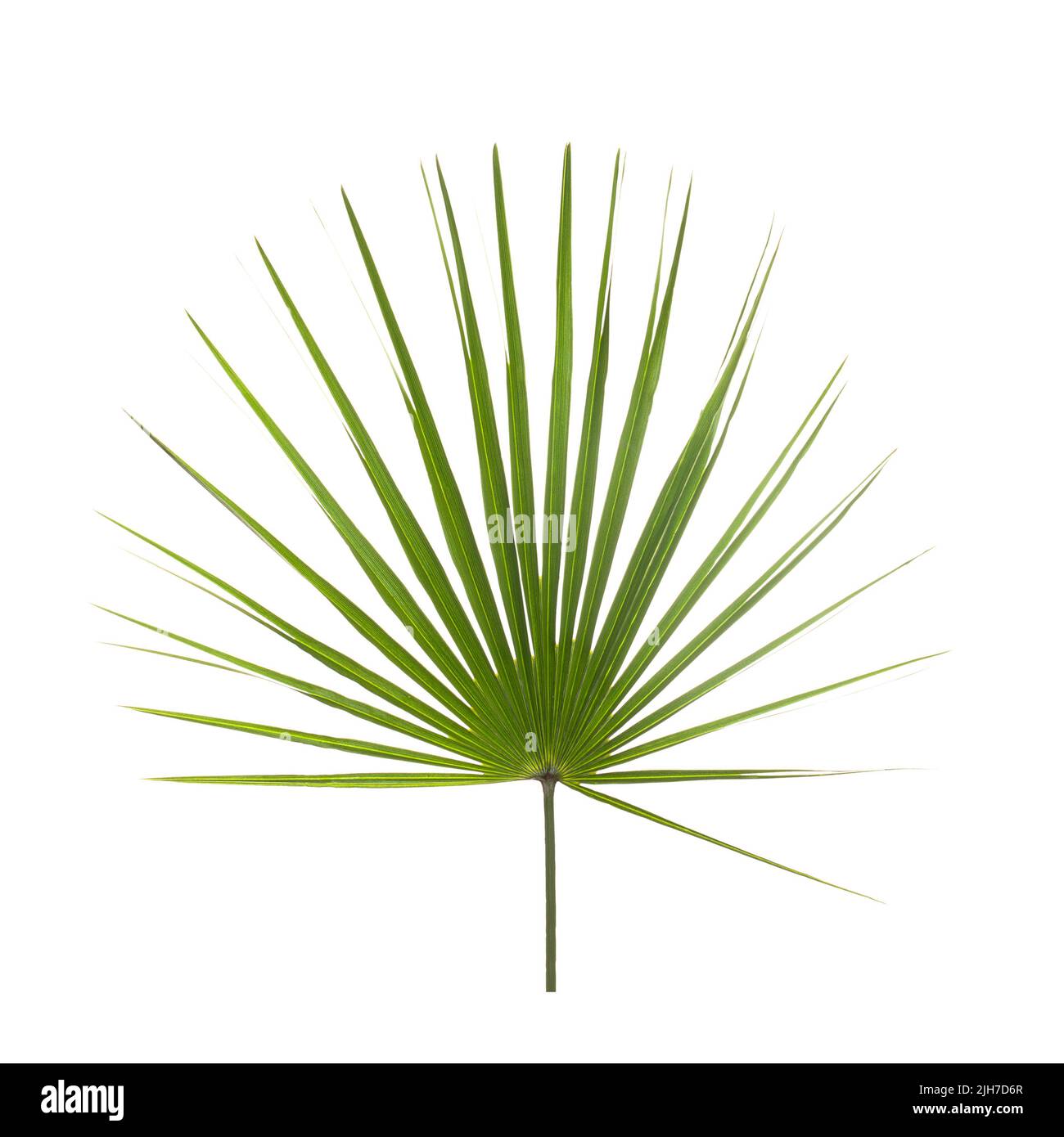 Fan palm leaves Cut Out Stock Images & Pictures - Alamy