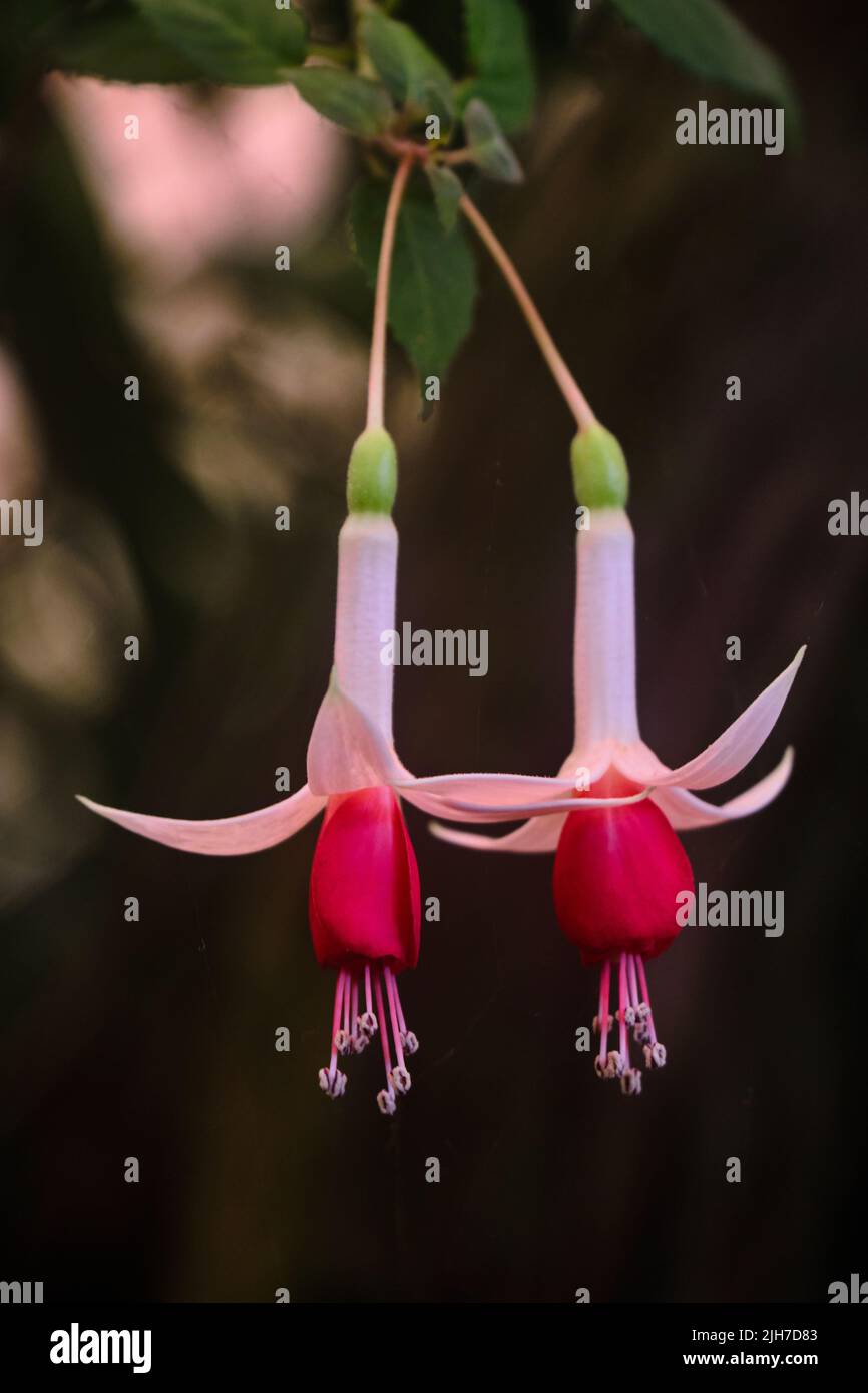 Beautiful flowers of Sikkim, India, flowering plants in Sikkim ...