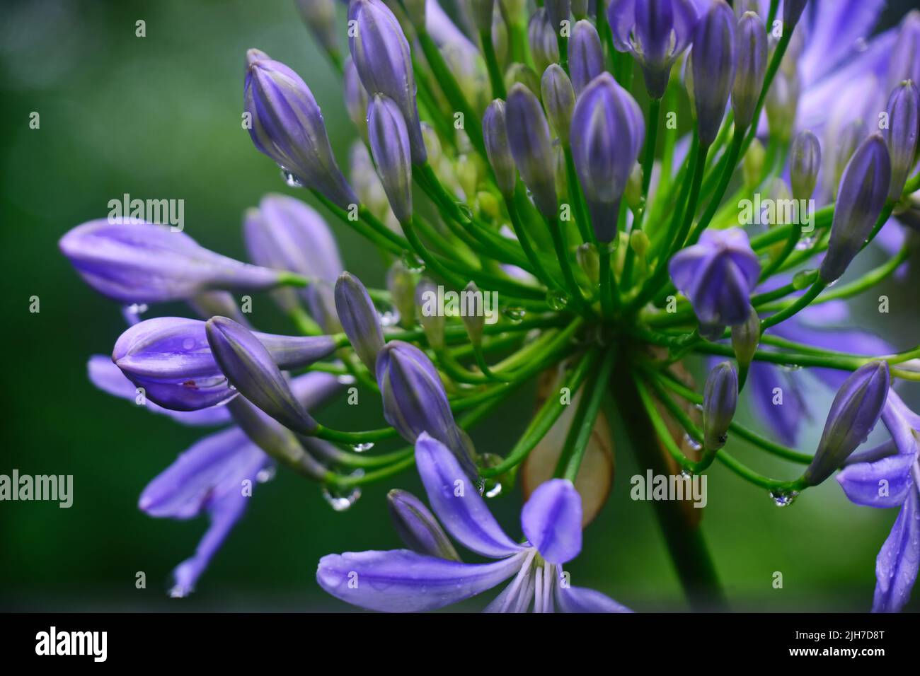 Beautiful flowers of Sikkim, India, flowering plants in Sikkim ...