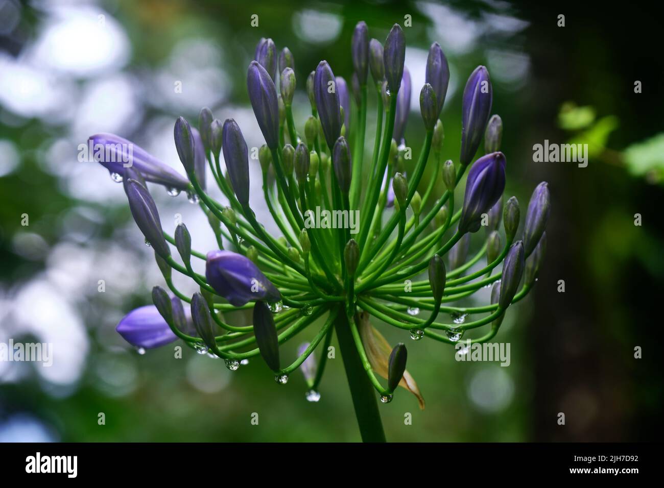 Beautiful flowers of Sikkim, India, flowering plants in Sikkim ...