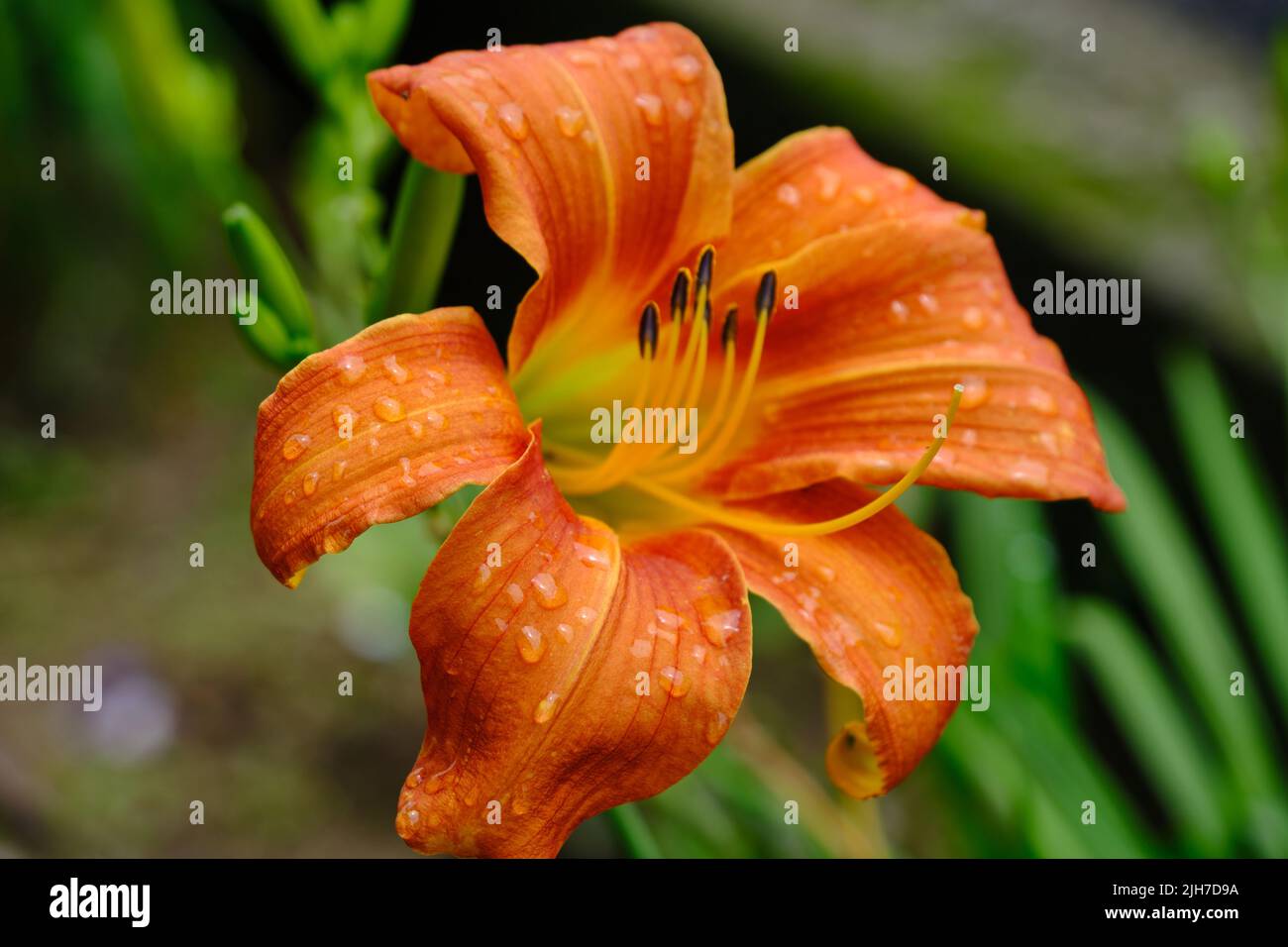 Beautiful flowers of Sikkim, India, flowering plants in Sikkim ...