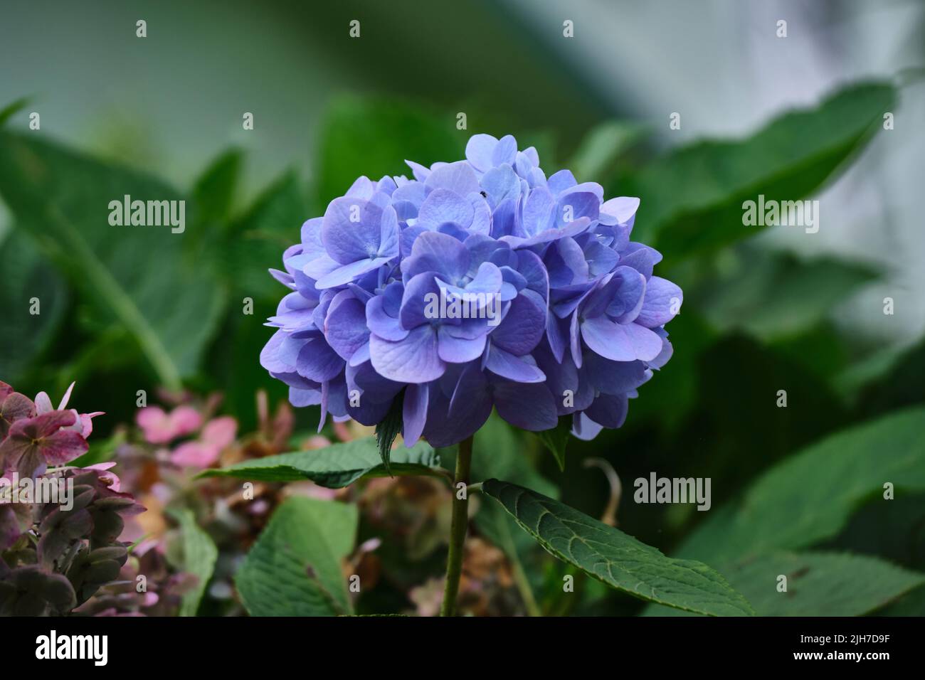 Beautiful flower india sikkim flower hi-res stock photography and ...