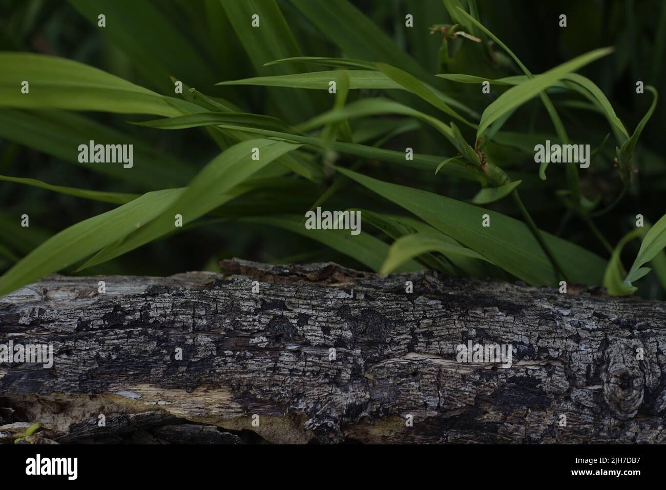 Nature wallpaper and backgrounds of green plants and wood Stock Photo ...