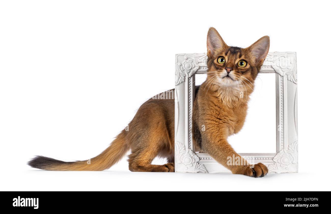 Ruddy Somali cat kitten, standing side ways through white photo frame ...