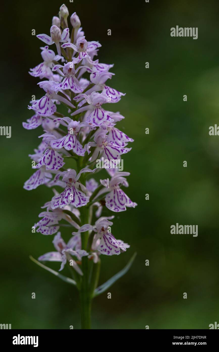 Dactylorhiza fuchsii, one of Europe's commonest wild orchids Stock ...