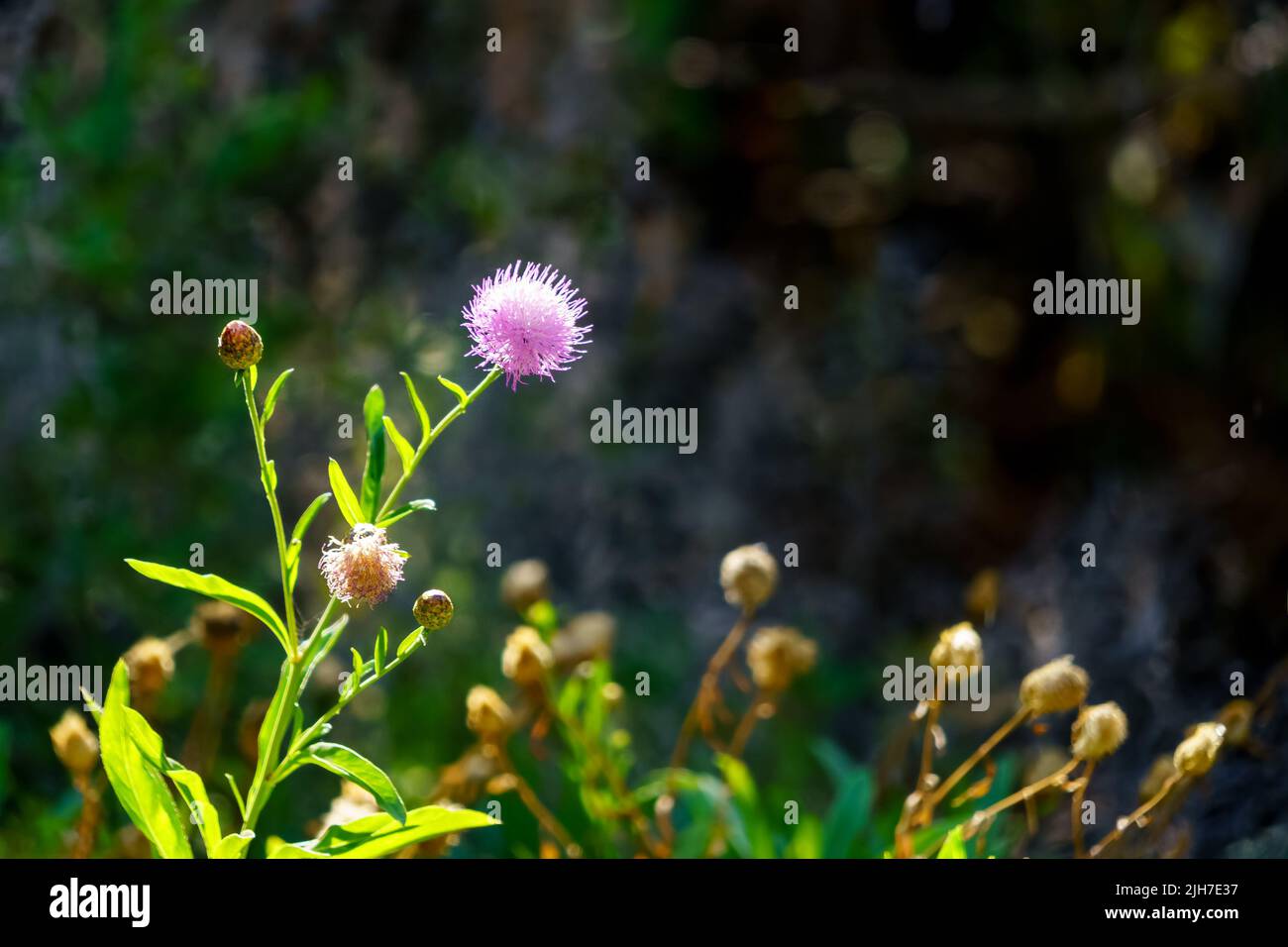 strange white flowers of a native plant of the island of Gran Canaria ...