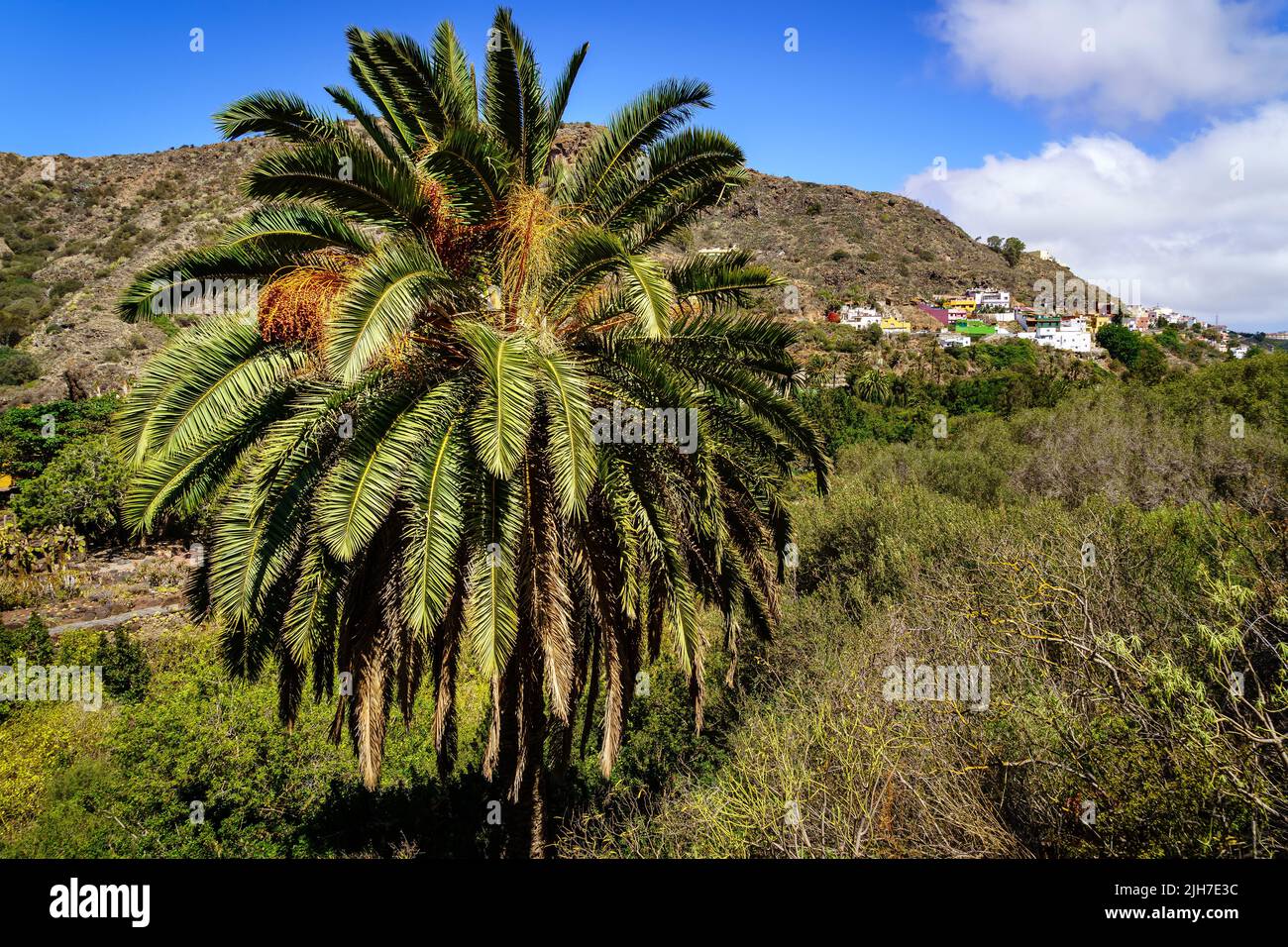 Palm tree native to the island of Gran Canaria, in typical island ...