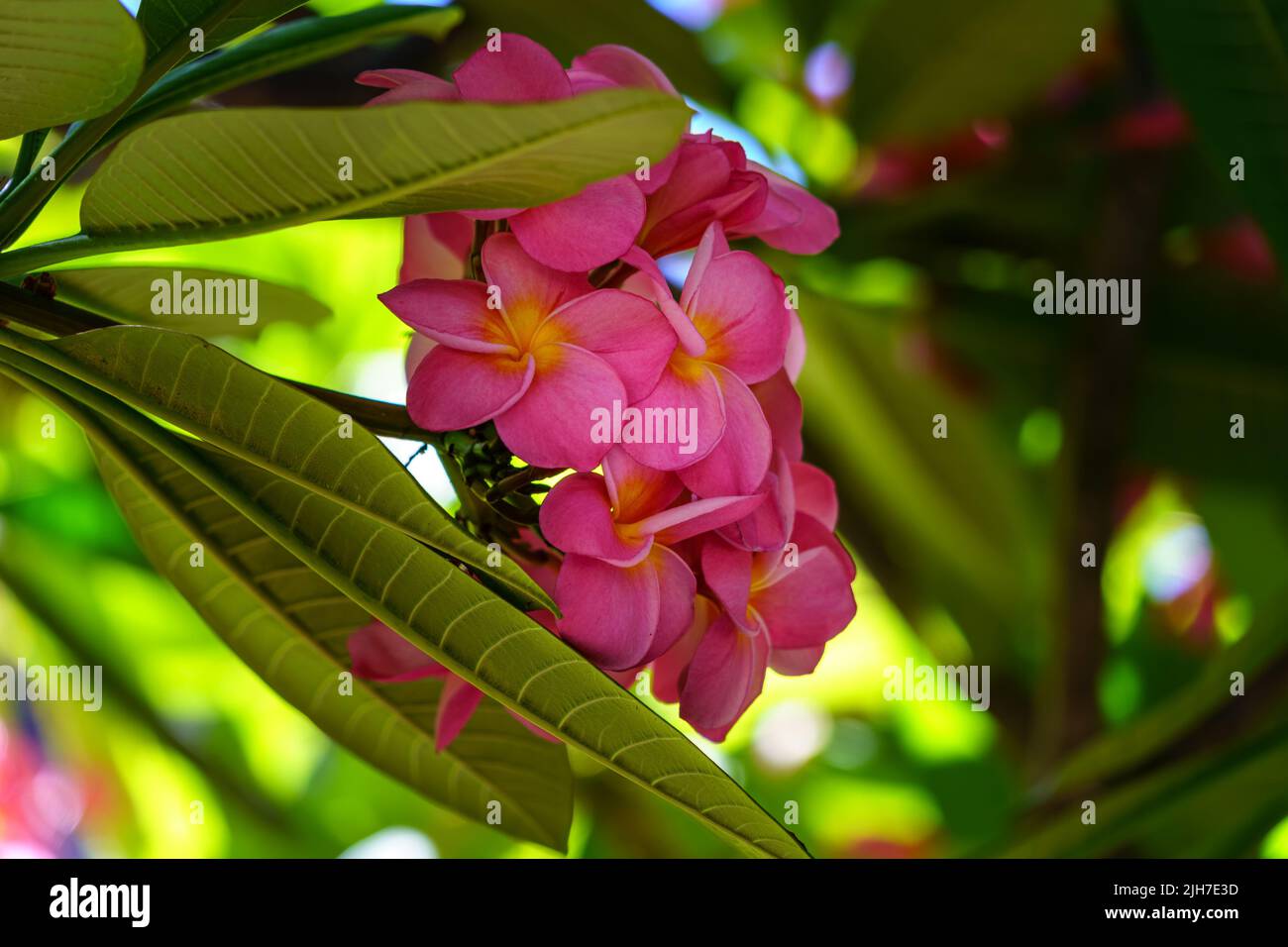 strange pink flowers of a native plant of the island of Gran Canaria ...