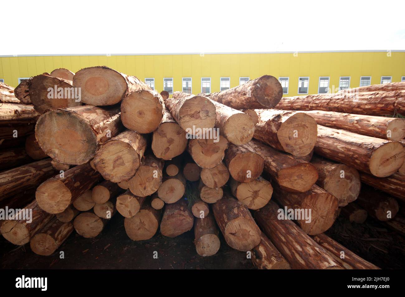piles of sawn logs at the carpentry shop Stock Photo - Alamy