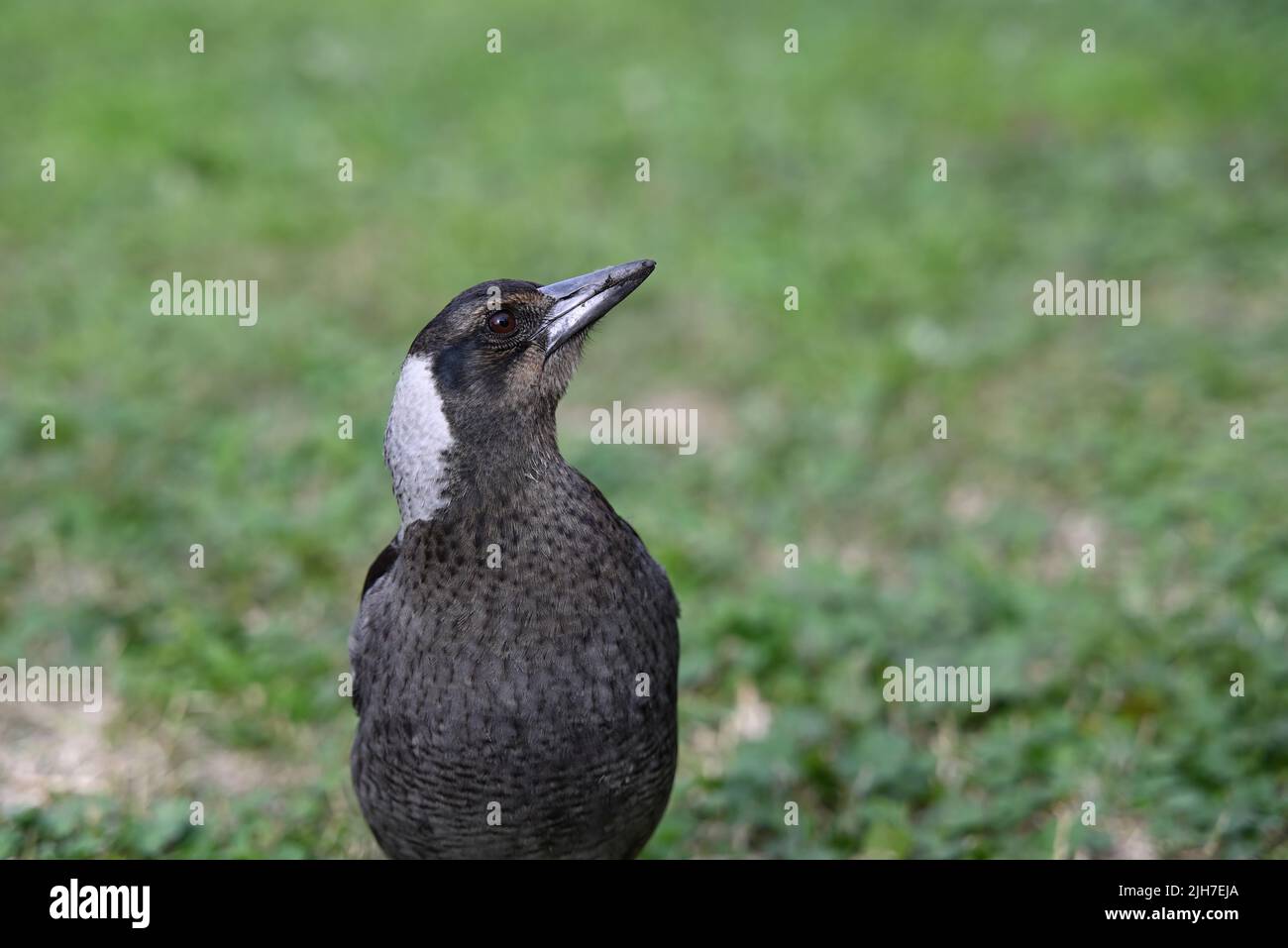 Closeup of a juvenile Australian magpie with its head turned to the ...